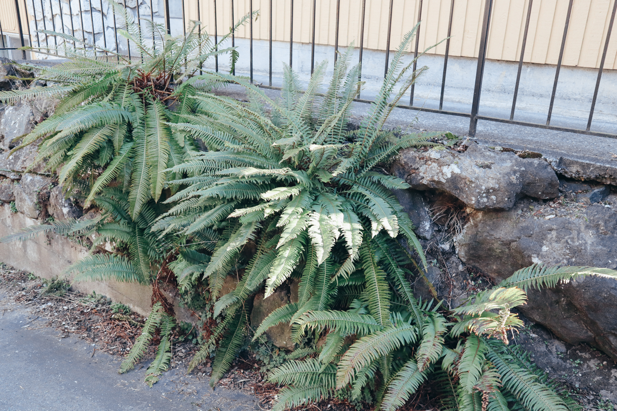 How to Cut Back Your Ferns - The Howell Group