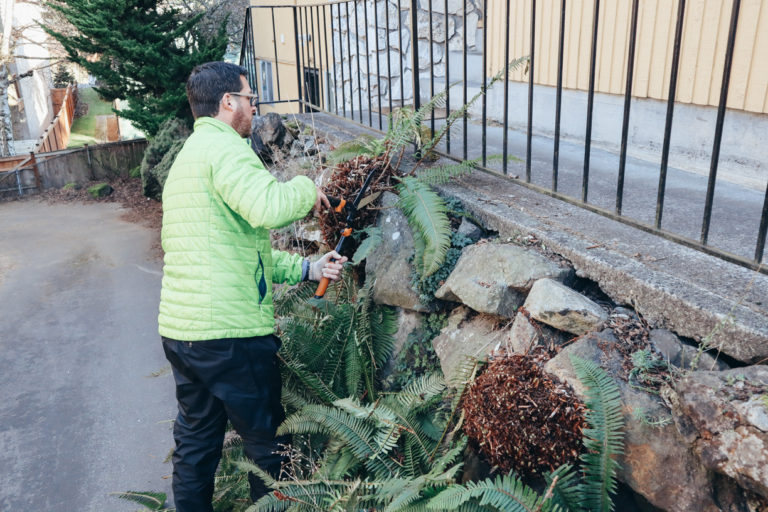How to Cut Back Your Ferns - The Howell Group