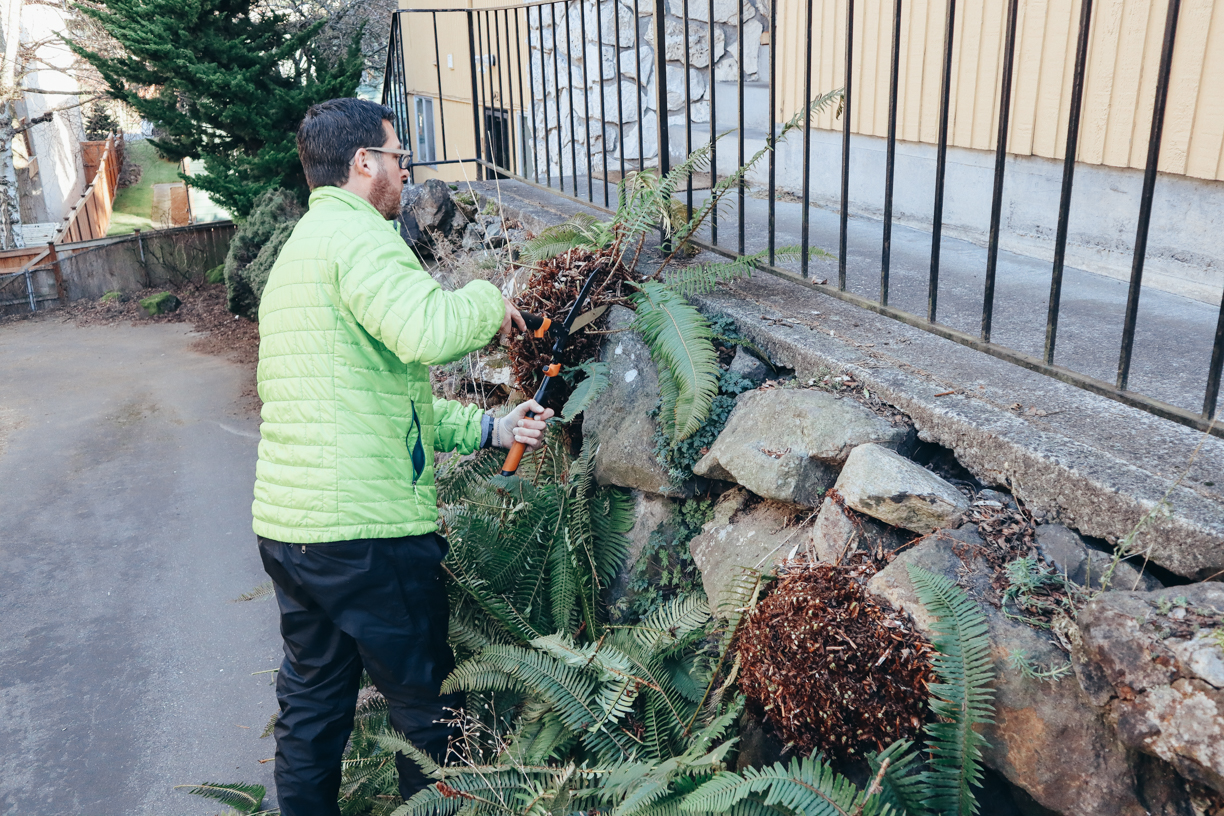 How to Cut Back Your Ferns - The Howell Group